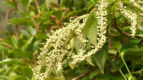 Clethra Barbinervis Is Species Of Flowering Plant In Genus Clethra Of
