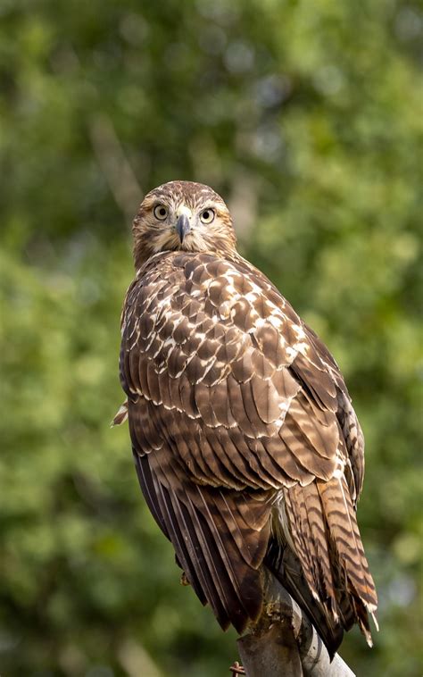 100000 Free Red Tailed Hawk And Hawk Images Pixabay