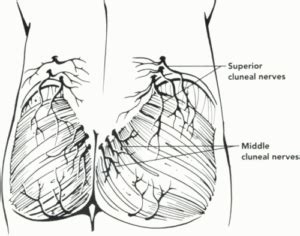 Cluneal Nerve Dr Justin Dean