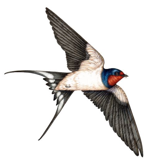 Bird Archives Lizzie Harper