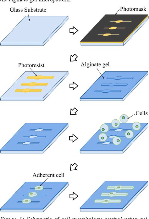 Figure 1 From Cell Morphological Control And Differentiation Induction By Hydrogel Patterning