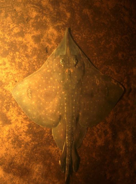 Maugean Skate Zearaja Maugeana Cradle Coast Authority