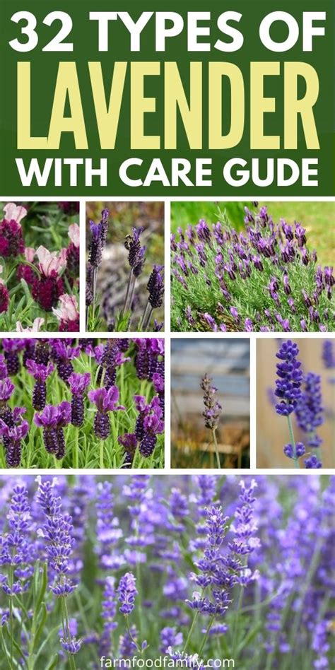 Different Types Of Lavender Which Variety Is Most Fragrant Ievcg