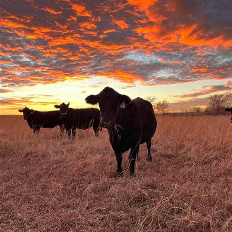 Cindy Lou Who To The Celebrity Attractions Tulsa Ok Facebook