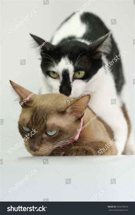 Cat Having Sex Cat Make Love Stock Photo Shutterstock