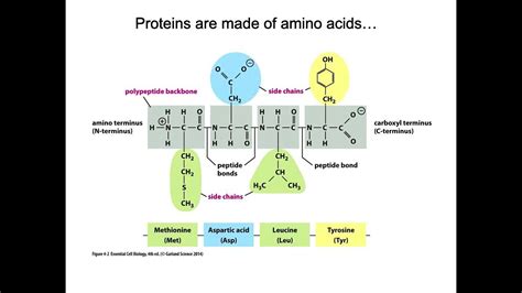 Ch4 Shape And Structure Of Proteins Youtube