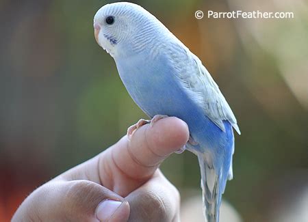 Bonding With Your Budgie All About Budgies