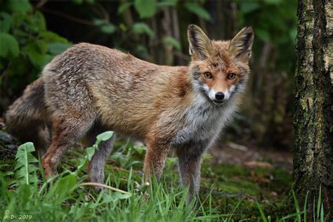 Von Foxi ... Foto & Bild | natur, tiere, wildlife Bilder auf fotocommunity