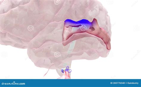 Auditory Pathway Primary Auditory Cortex Stock Footage Video Of