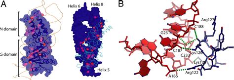 Interaction Of Signal Recognition Particle 54 Gtpase Domain And Signal