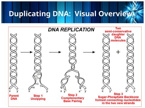 Dna Replication Of Eukaryotes And Prokaryotes Ppt