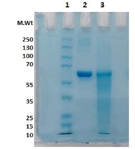 Sds Page Of Native Hsa And Ros Hsa Lane 1 Molecular Weight Marker 10 Download Scientific