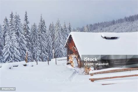 아늑한 나무 오두막 높은 눈 산에서 배경에 멋진 소나무입니다 버려진된 Kolyba 양치기입니다 흐린 날입니다 카 르 파 티아 산맥 우크라이나 유럽 0명에 대한 스톡 사진 및