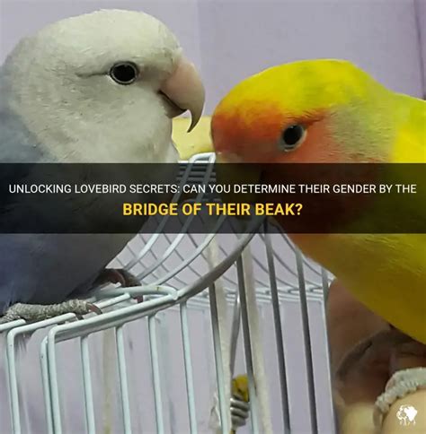 Unlocking Lovebird Secrets Can You Determine Their Gender By The