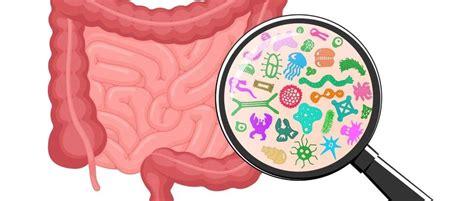 【cell子刊】西湖大学郑钜圣团队：绘制中国健康人群衰老过程中肠道微生物结构变异的图谱 相关 Mapping 研究