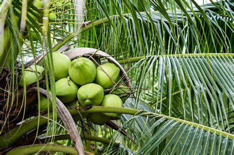 코코넛 나무 코코스 누시 페라 야자수 가족 Arecaceae 및 코코스 속의 유일한 살아있는 종의 구성원입니다 0명에 대한 스톡
