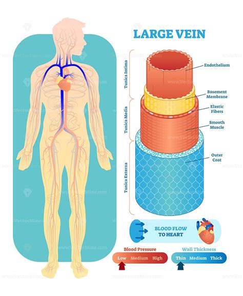 Large Vein Anatomical Vector Illustration Cross Section VectorMine