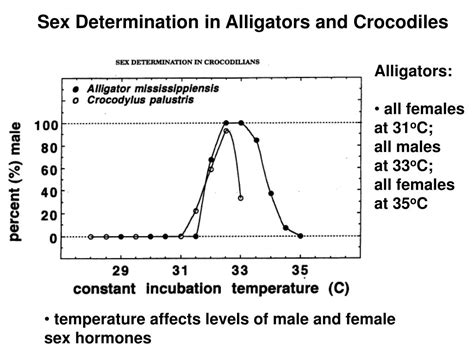 Ppt Sex Determination Powerpoint Presentation Free Download Id 6389287
