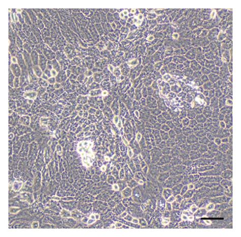 Characteristics Of Sd Rat Rpe Cells Under Different In Vitro Culture Download Scientific