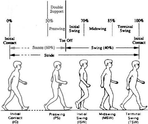 Sequential Representation Of Swing Phase In A Stride Gage Et Al 2008 Download Scientific