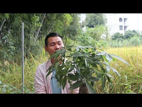 发财树总是黄叶焦尖想要改善从几个方面找原因 YouTube