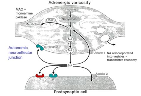 Human Physiology Sympathetic Ns Flashcards Quizlet