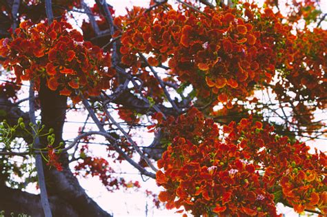 로얄 Poinciana 또는 화려한로 알려진의 멋진 빨간색과 녹색 모양 및 고 사리 잎에 대 한 알려져 있다 개성 개념에 대한 스톡 사진 및 기타 이미지 Istock