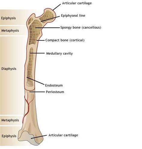 Epiphysis Metaphysis Diaphysis Physician Assistant Forensic