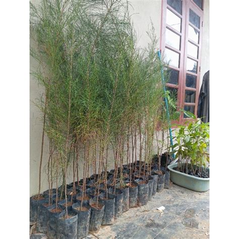 Pokok Rhu Pantai Casuarina Spp Shopee Malaysia