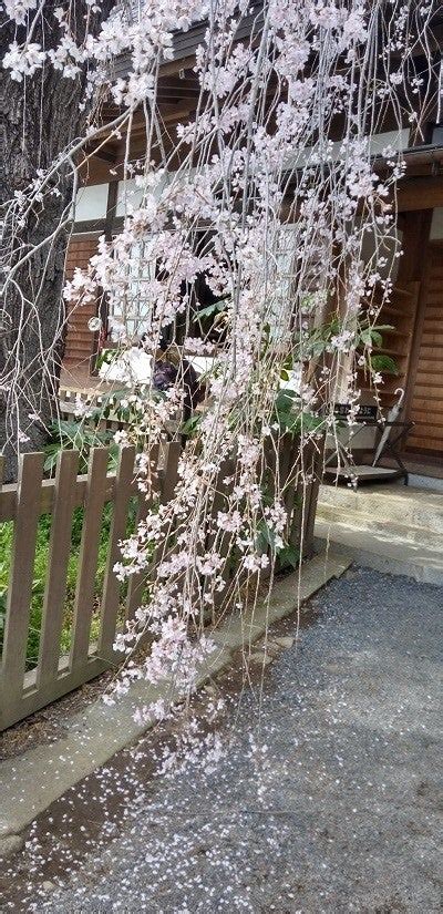 甲州市塩山 慈雲寺 イトザクラ marukumuのブログ