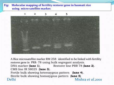 Molecular Markers Pptx