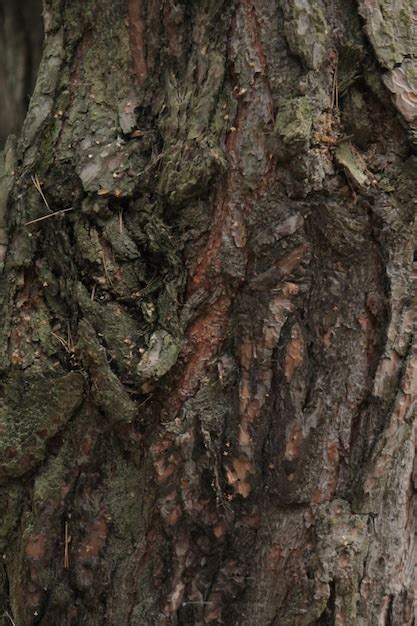 Premium Photo Lower Part Of A Pine Trunk Pine Texture With Overflows