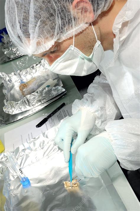 Fossil Dna Analysis Stock Image C014 6051 Science Photo Library