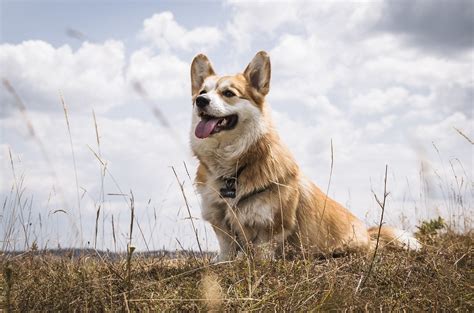 웰시코기 성격 특징과 털 빠짐 및 분양가