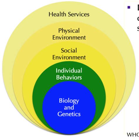 Lecture 4 Social Determinants Of Health Externalizing Behavior Flashcards Quizlet