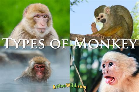 Monkeytype Download
