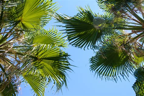 야자수 나무의 큰 녹색 가지 푸른 여름 하늘에 대 한 그림자를 만들기 0명에 대한 스톡 사진 및 기타 이미지 0명 계절 공예 Istock