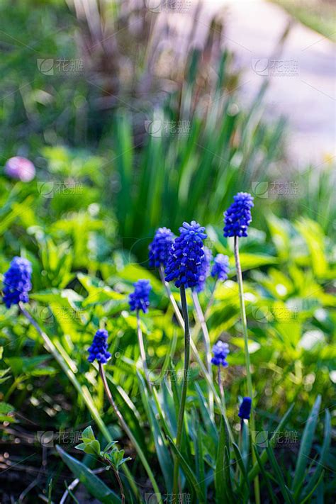 花园里的麝香花以散景为背景的蓝色风信子葡萄风信子
