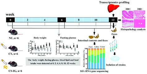 Schematic Representation Of The Experimental Design Mice Were Treated Download Scientific