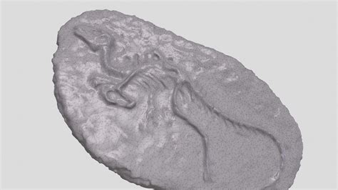 Dinosaur Fossil 3d Model Cgtrader