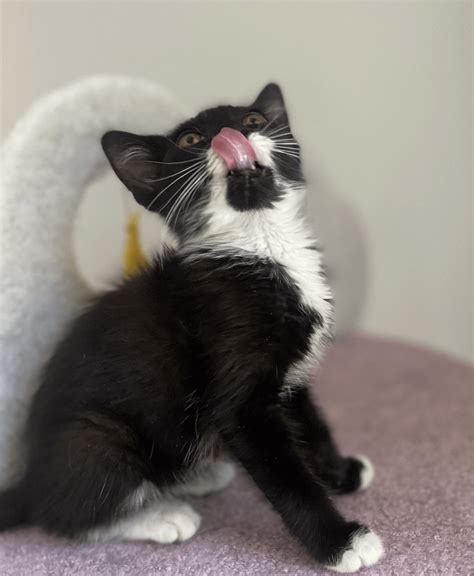 Elfie The Rescue Tuxie Is Recovering From Her Illness R Tuxedocats