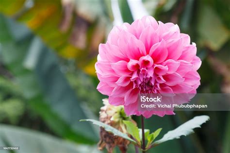 신선한 밝은 아름 다운 분홍색 피 달리아 야생 장식 꽃 꽃 달리아 대표 존엄성과 안정성의 언어에서 의미 뿐만 아니라 감사 귀하의 관심을 초과합니다 가을에 대한 스톡 사진 및