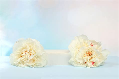 최소한의 꽃꽂이 빈 연단과 모란 꽃이 있는 추상적인 배경 화장품의 전시 또는 프리젠테이션을 위한 빈 진열장 텍스트를 위한 장소가 있는 카드 0명에 대한 스톡 사진 및 기타