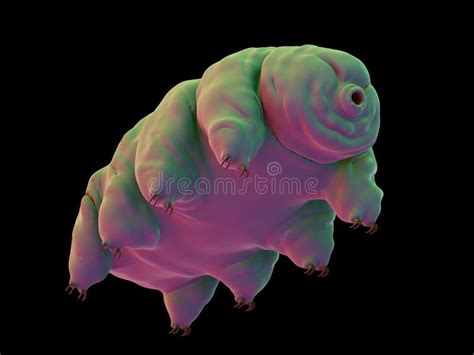 Tardigrade Microscopic Grachic Illustration Hand Drawn Water Bear