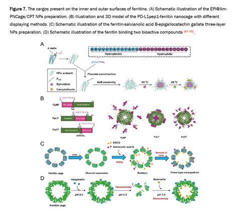 Ferritin And Its Biomedicine Application Open Access Journals