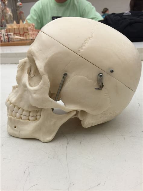 Skull Diagram Diagram Quizlet