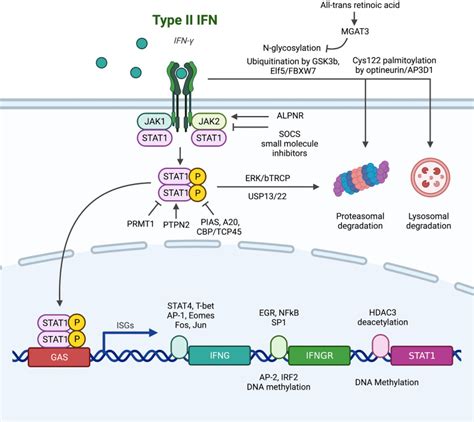 Dysregulation In Ifn γ Signaling And Response The Barricade To Tumor