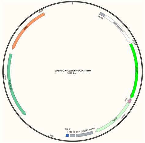 Overexpression Oe Vector Construction Editgene