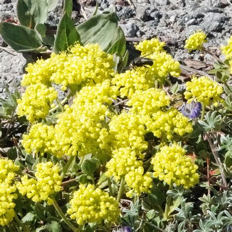 Eriogonum Umbellatum Sulphur Flower Buckwheat 10000 Things Of The
