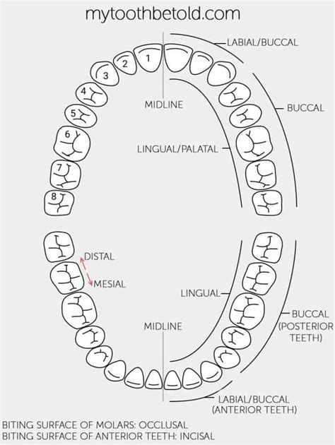 Tooth Surface Names Dental Anatomy Free Education Dental School